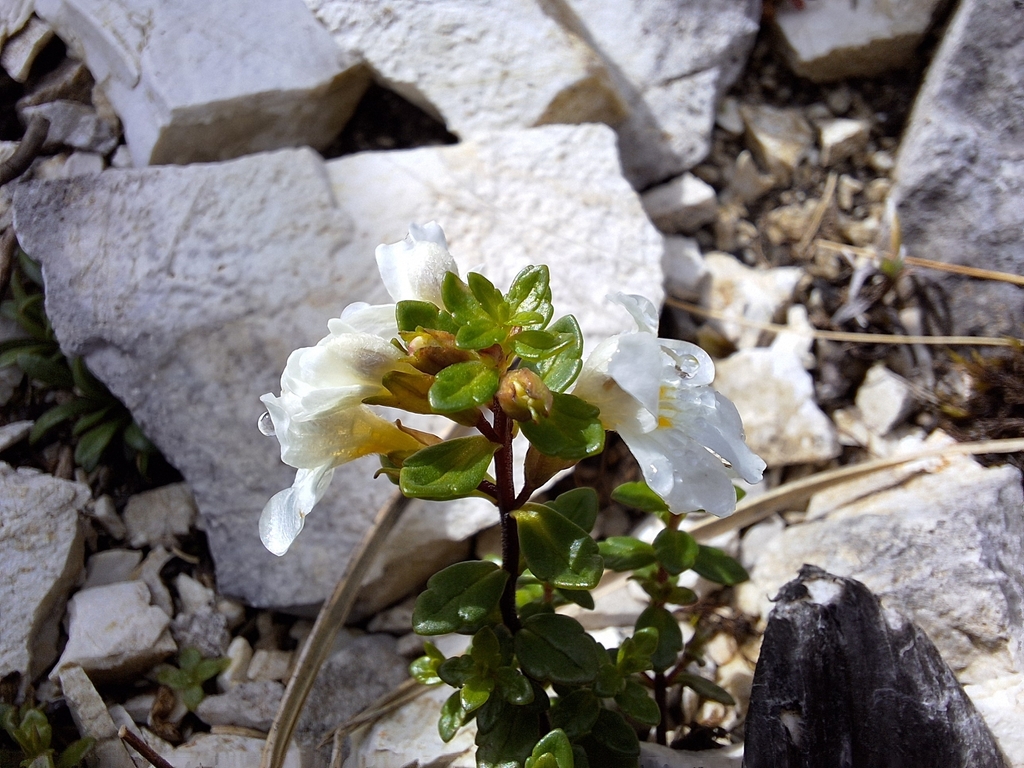 Euphrasia laingii from Ward 7285, New Zealand on March 25, 2025 at 02: ...