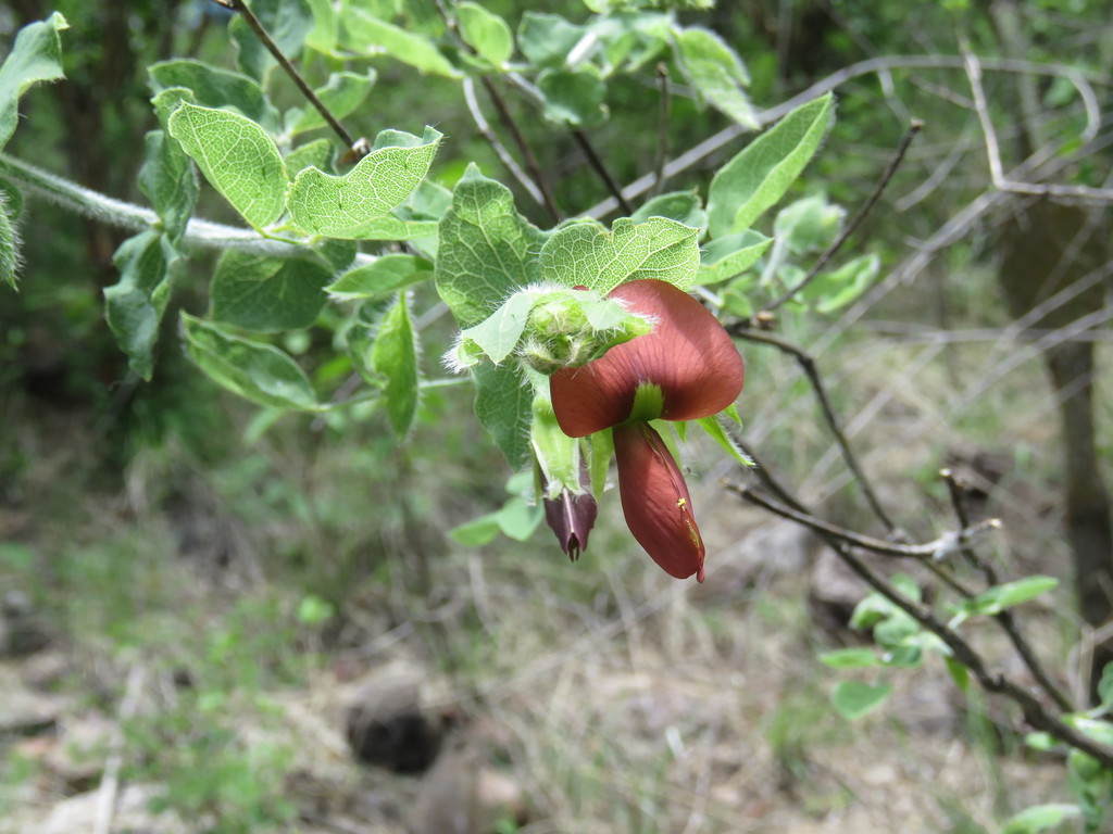 (Brongniartia inconstans) - Botanical Realm