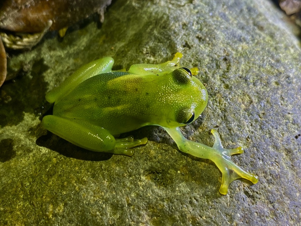 Granular Glass Frog from Atenas, Alajuela, CR on April 1, 2025 at 11:39 ...