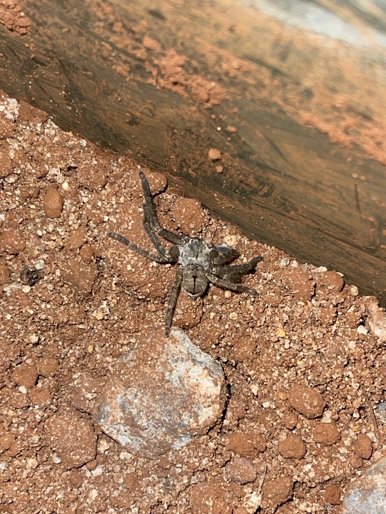 RTA Clade Spiders from Patos De Minas, MG, BR on April 2, 2025 at 05:21 ...