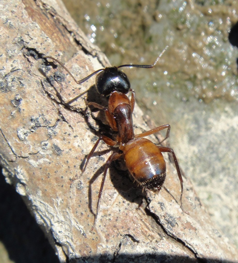American Carpenter Ant from Lake County, OH, USA on September 03, 2016 ...