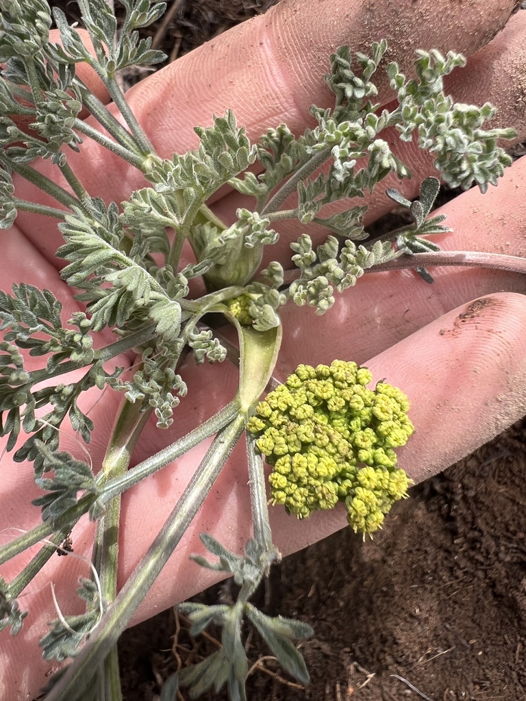 Austin's desert parsley from Powerline Trail, Reno, NV, US on April 02 ...