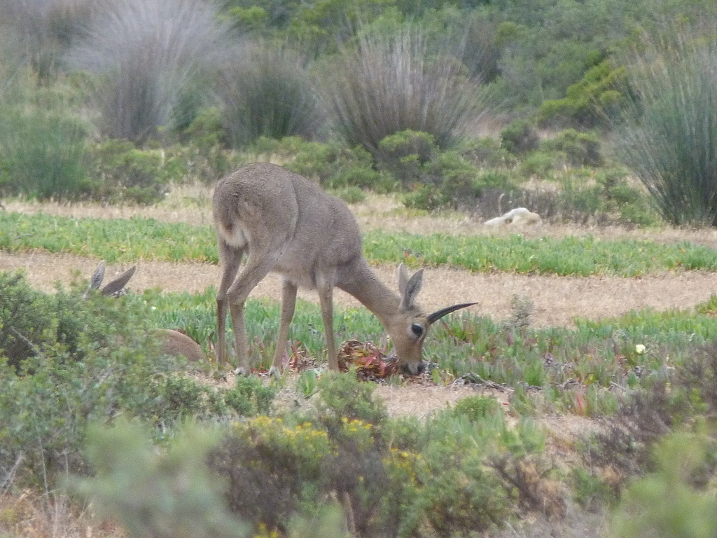 Grey Rhebok (Pelea capreolus) - Know Your Mammals