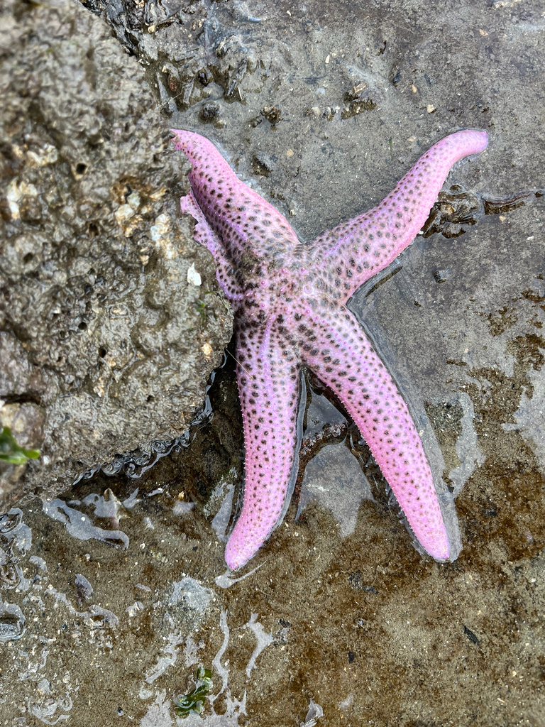Giant Pink Sea Star from State Route 302 NW, Gig Harbor, WA, US on ...