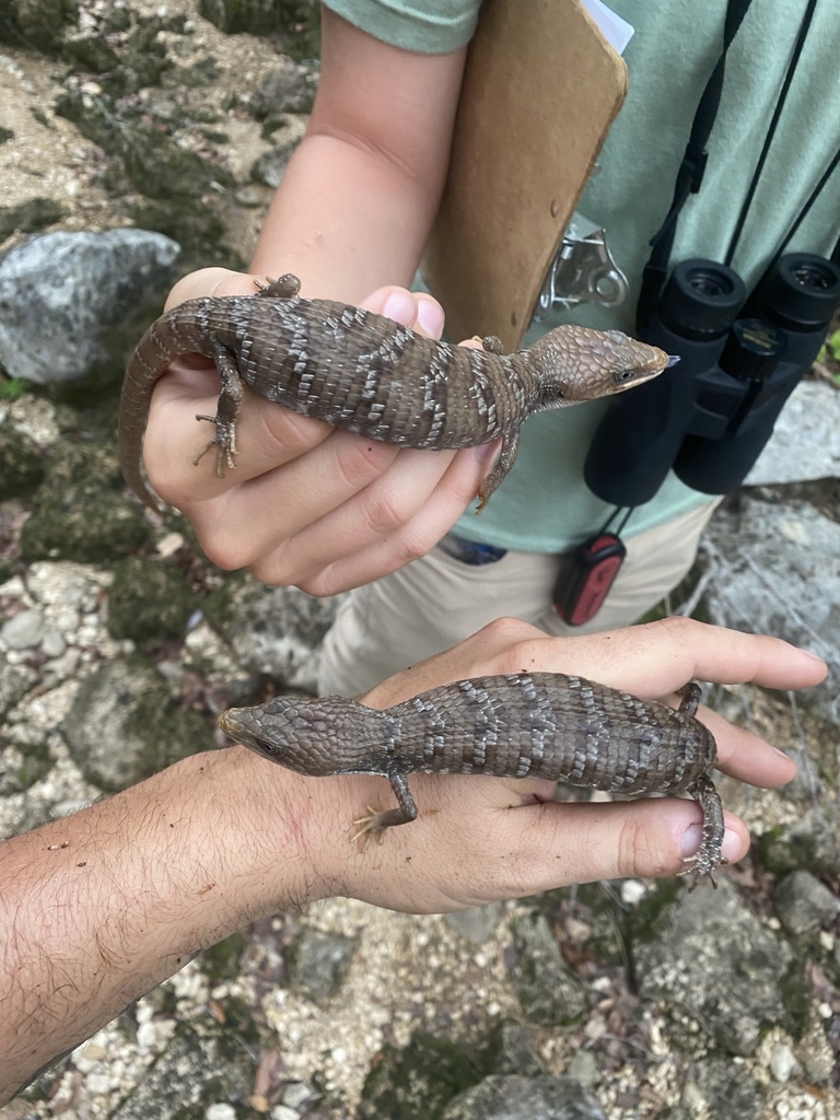 Texas Alligator Lizard in April 2025 by Ryan Collister. Two gravid ...