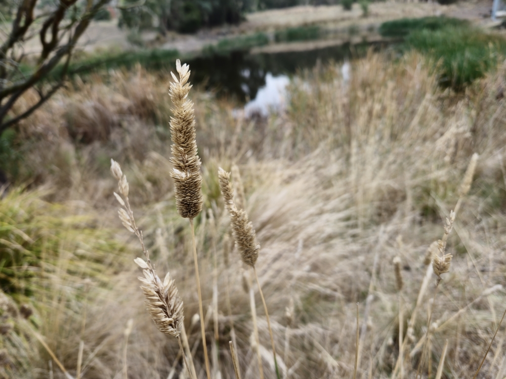 harding grass from South Morang VIC 3752, Australia on April 3, 2025 at ...