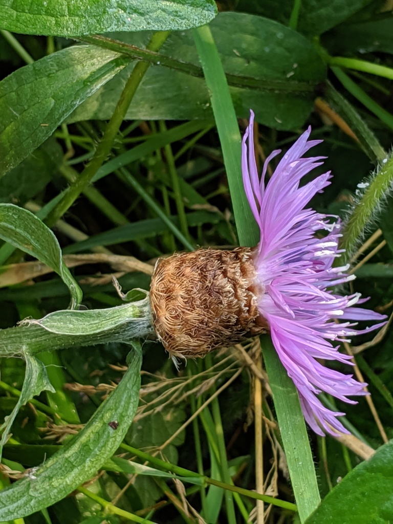 Meadow knapweed (Noxious Weeds of Washington State) · BioDiversity4All