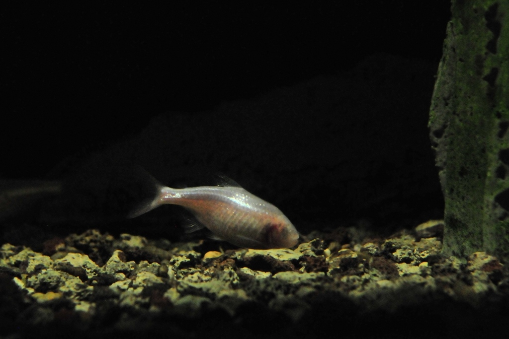Mexican Tetra (California Academy of Sciences, Water Planet Gallery ...