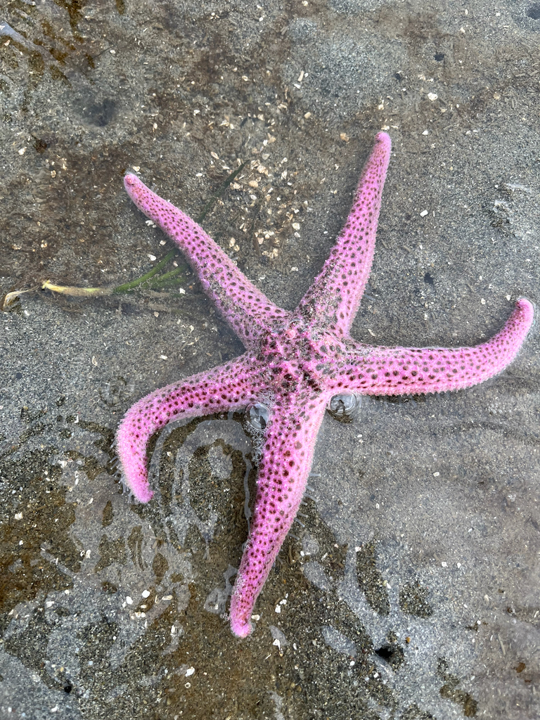 Giant Pink Sea Star from 79th Avenue Ct NW, Gig Harbor, WA, US on April ...