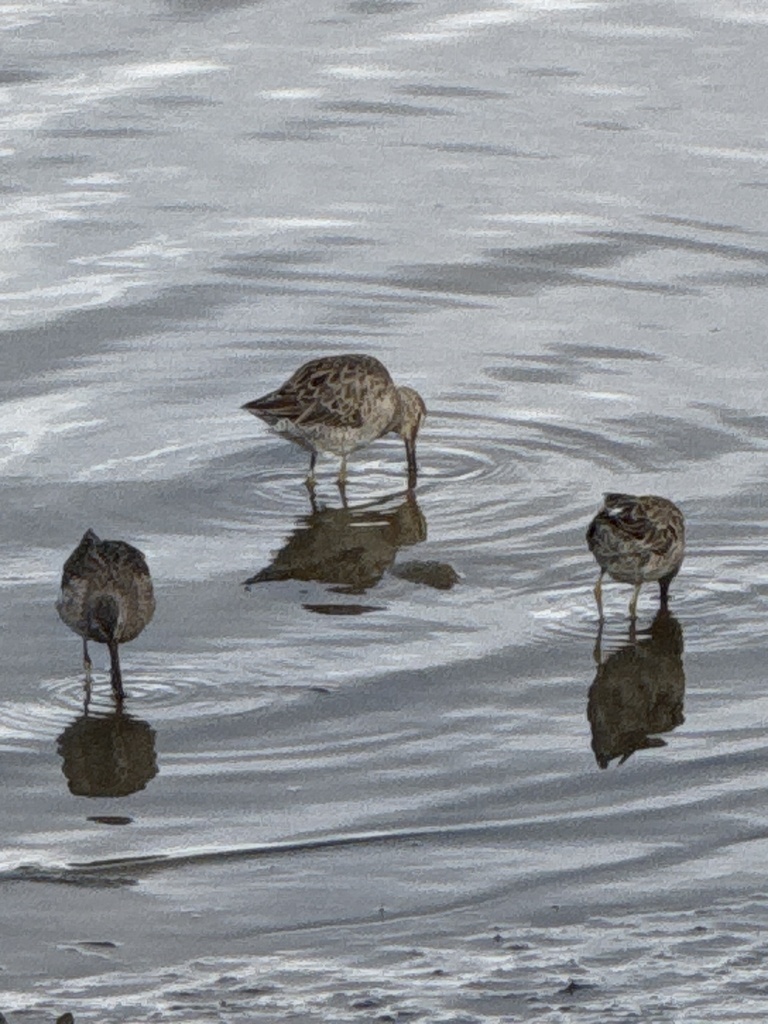 Long-billed Dowitcher from Elgin Heritage Park, Surrey, BC, CA on April ...
