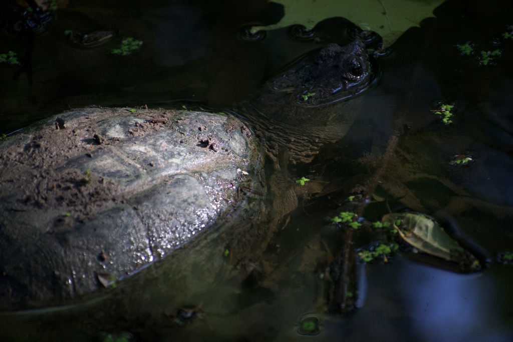 Common Snapping Turtle from Edith L Moore Nature Sanctuary, 440 ...