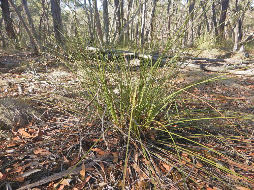 Small Grass-tree from Clarkesdale (east blk.) Staffordshire Reef VIC ...