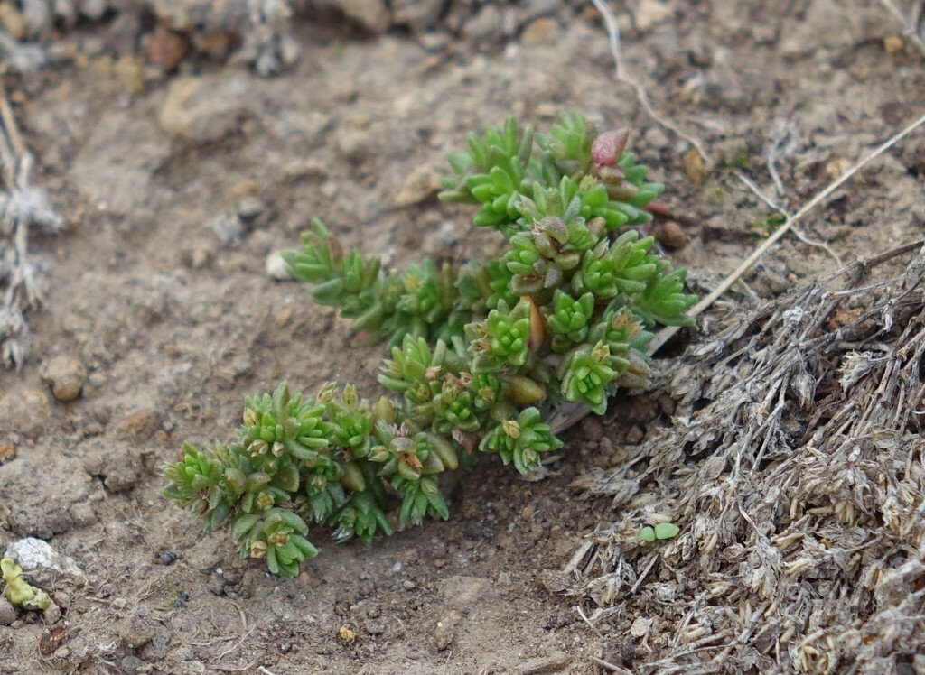 Crassula colligata from Sandymount 9077, New Zealand on April 2, 2025 ...
