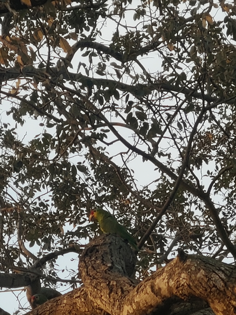 Red-lored Amazon in April 2025 by Francisco Garcia · iNaturalist