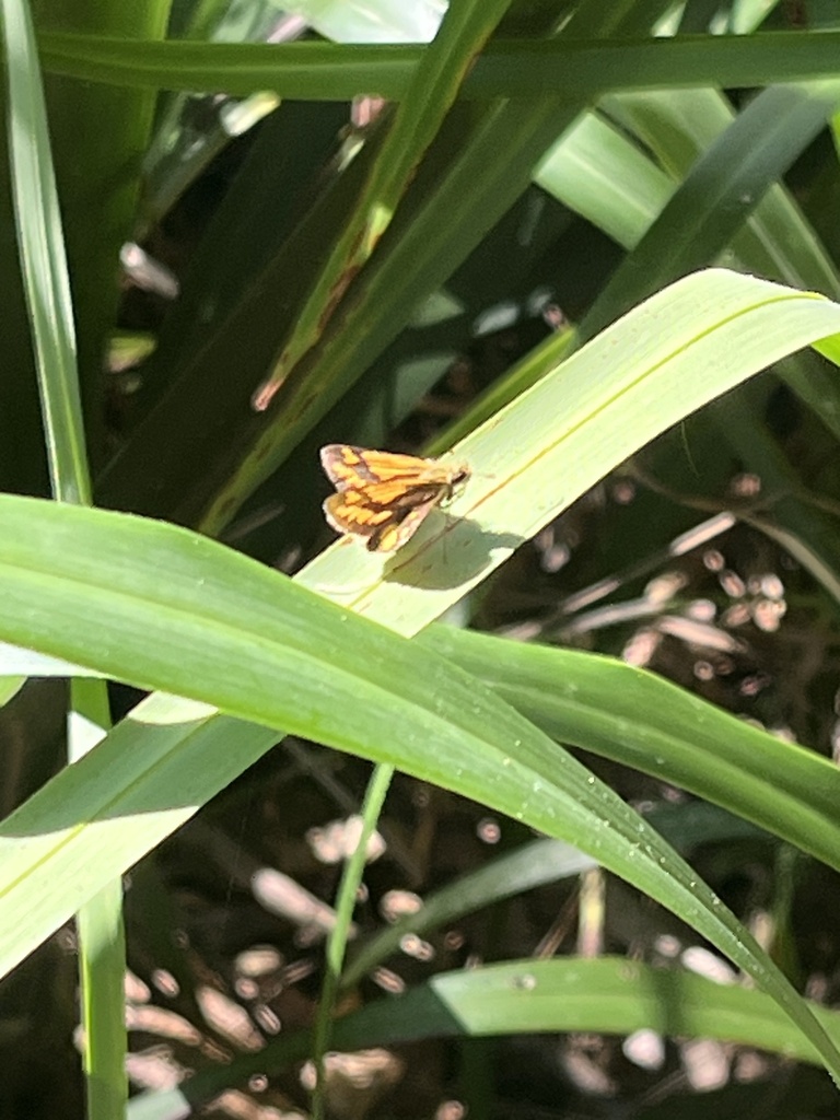 Wide-brand Grass-dart from The Terrace, The Hill, NSW, AU on April 03 ...