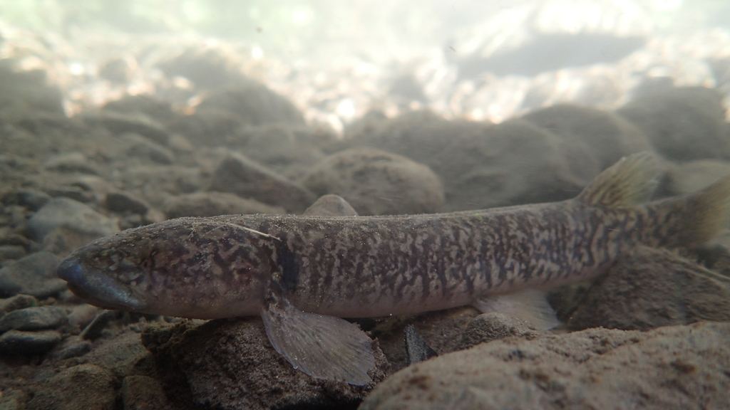 Climbing Galaxias (Threatened Species recorded in Waipa District, New ...