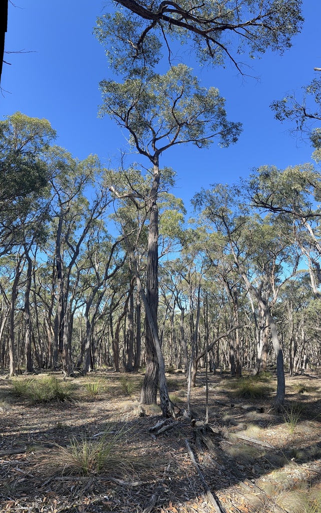 Red Stringybark from Golden Plains Shire, Staffordshire Reef, VIC, AU ...