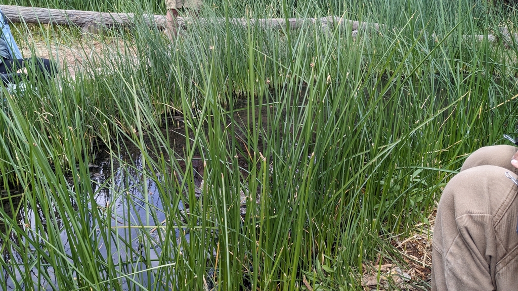 American three-square bulrush from Inyo County, US-CA, US on April 1 ...