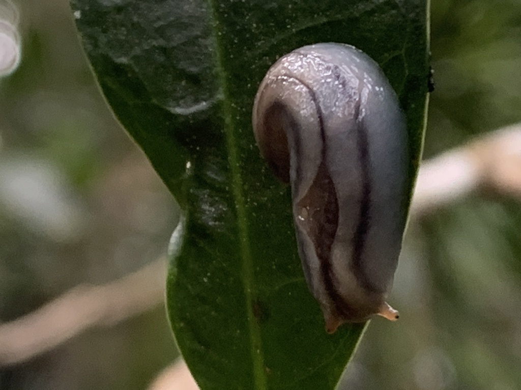 Red Triangle Slug from Dooragan National Park, North Brother, NSW, AU ...
