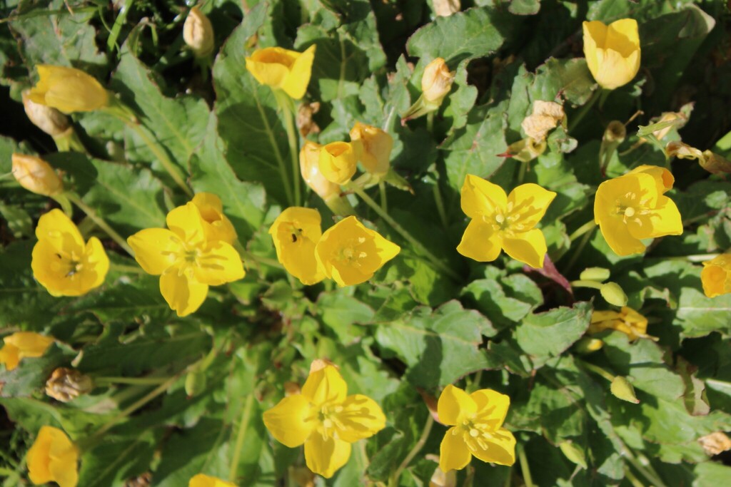 Sun Cup from Mt Burdell Preserve, Novato, CA 94945, USA on March 31 ...
