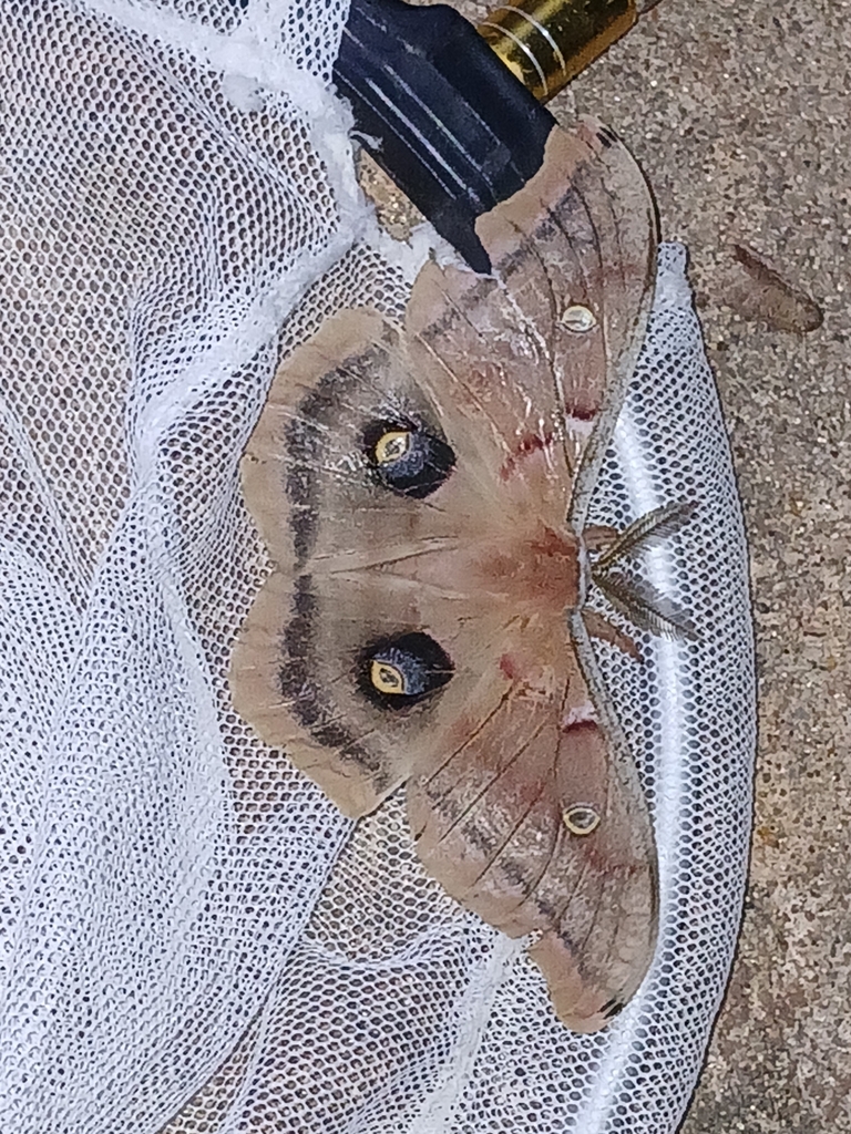 Polyphemus Moth from Norman, OK 73026, USA on April 02, 2025 at 10:10 ...