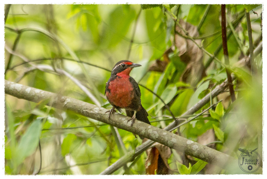 Rosy Thrush-Tanager from San Blas, Nay., México on July 21, 2019 at 12: ...