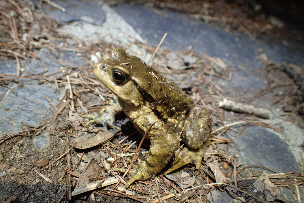 Old World Toads from Wenchuan County, Ngawa Tibetan and Qiang ...