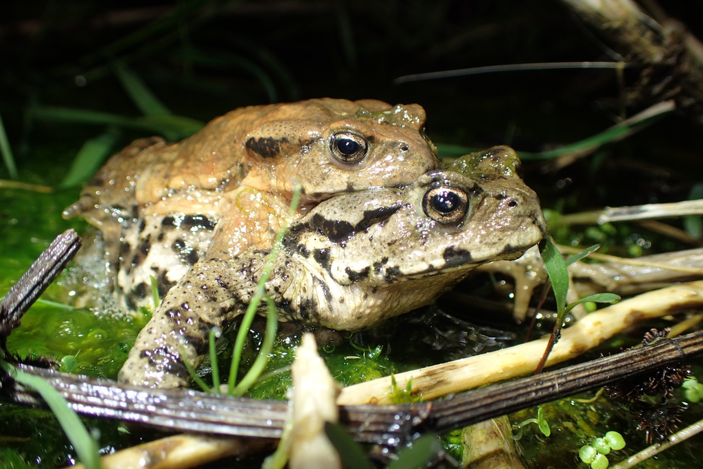 Old World Toads from Wenchuan County, Ngawa Tibetan and Qiang ...