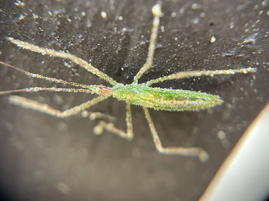 Pale Green Assassin Bug in April 2025 by northerly · iNaturalist