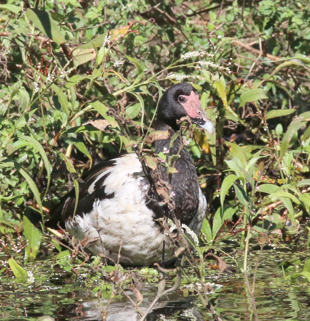 Magpie Goose from Minnippi Parkland, Brisbane QLD, Australia on May 2 ...
