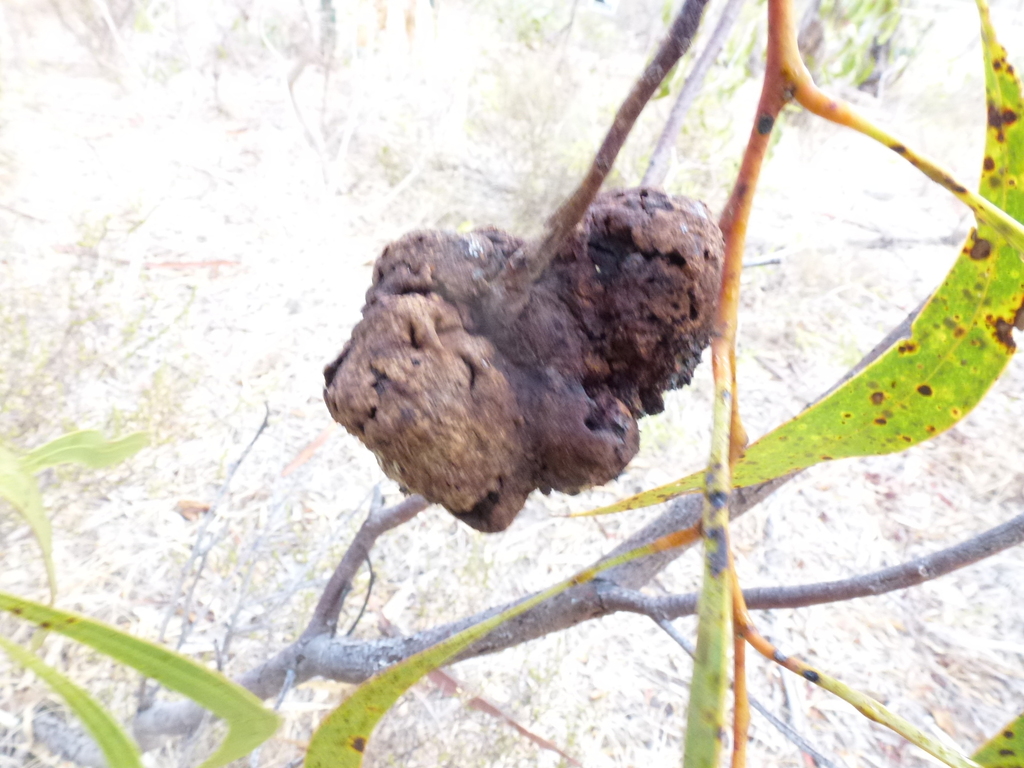 wattle gall rusts from Mead Street, Belair, South Australia, Australia ...