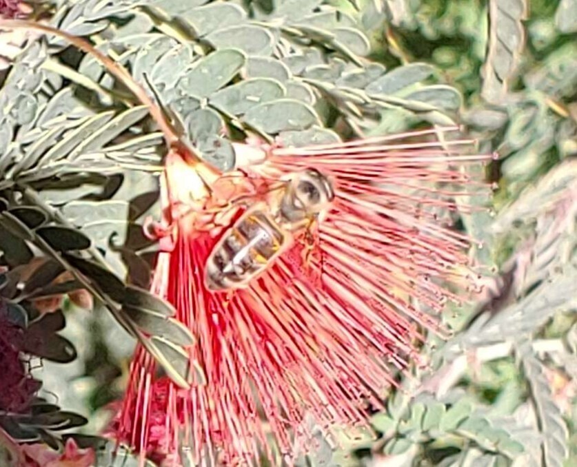 Western Honey Bee from City of Palm Desert Freedom Park, 77400 Country ...