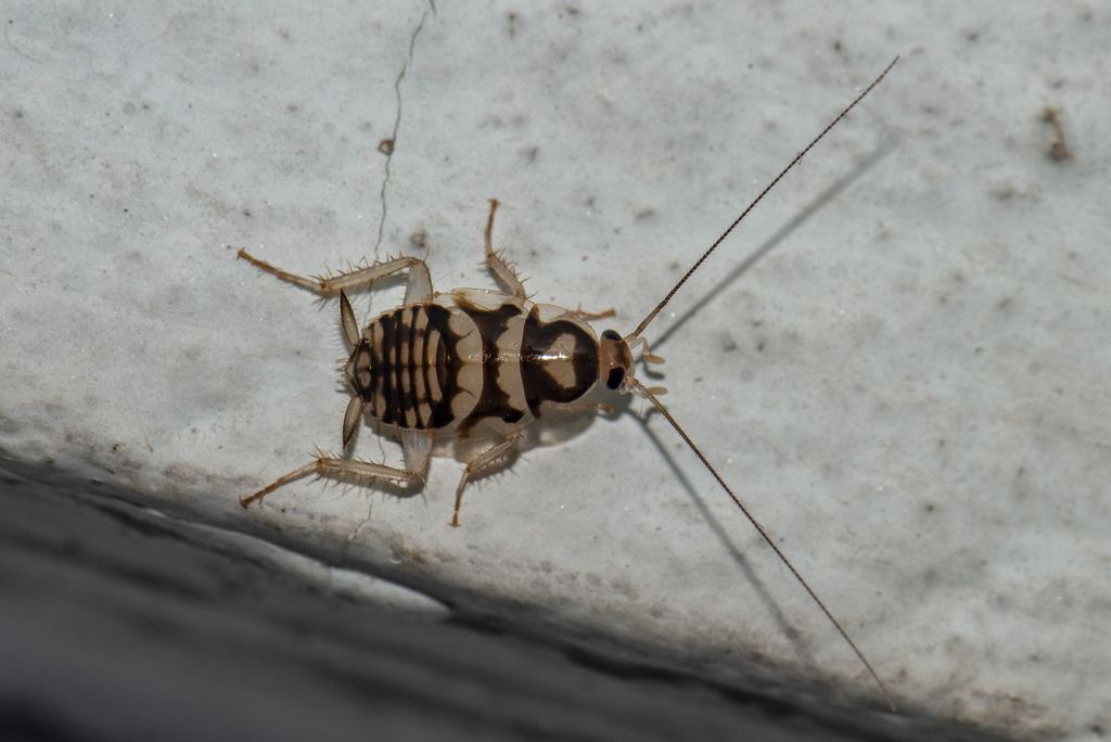 Allacta figurata from Makunda Christian Hospital on August 12, 2019 at ...