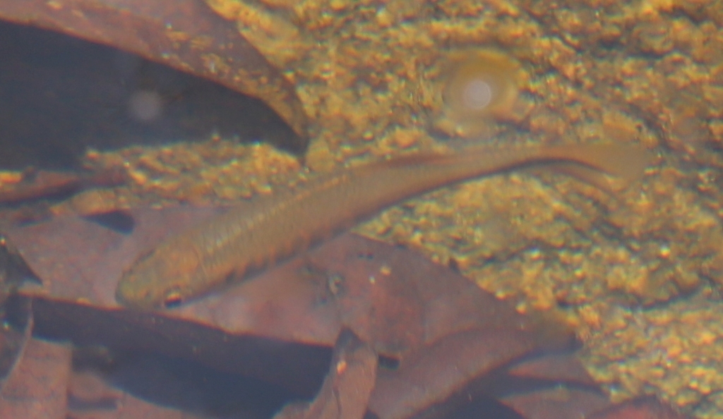 (Devario micronema) - Marine Life Identification