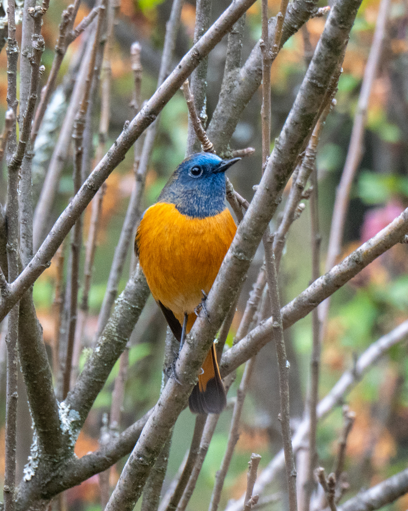 Blue-fronted Redstart in March 2025 by Simba · iNaturalist