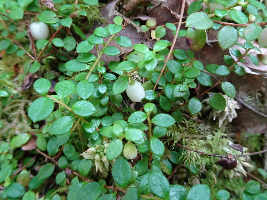 creeping snowberry from Region of Queens, NS, Canada on August 12, 2019 ...