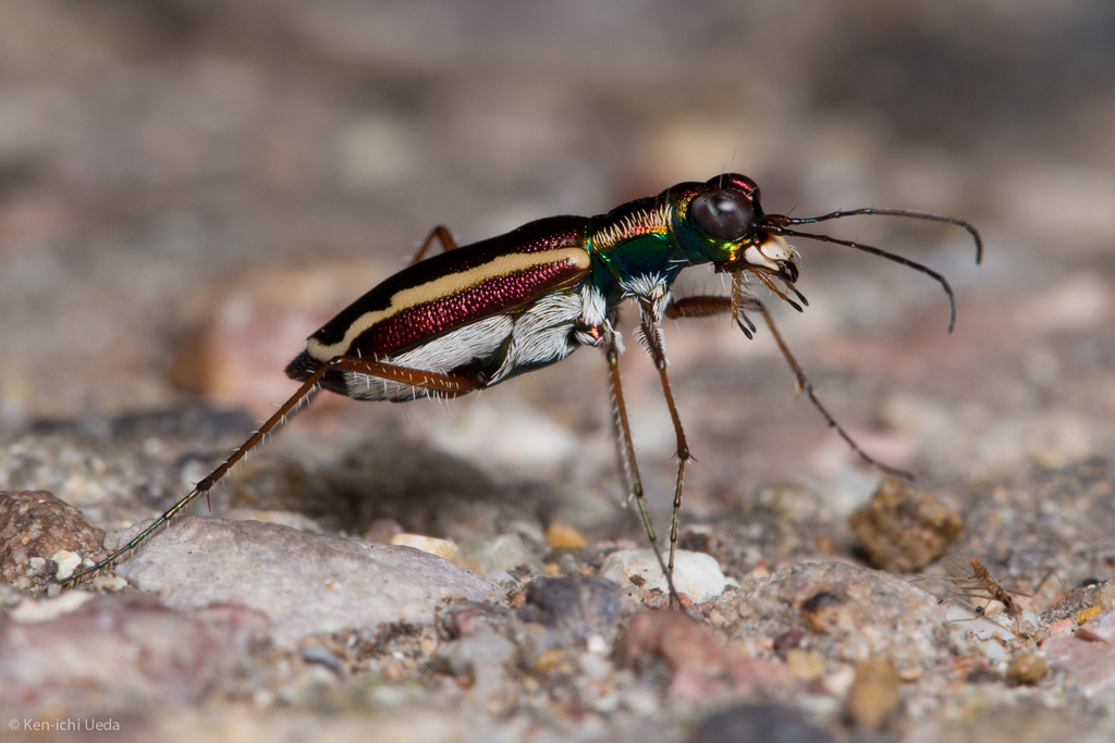 White-striped Tiger Beetle from Pima County, AZ, USA on August 2, 2019 ...