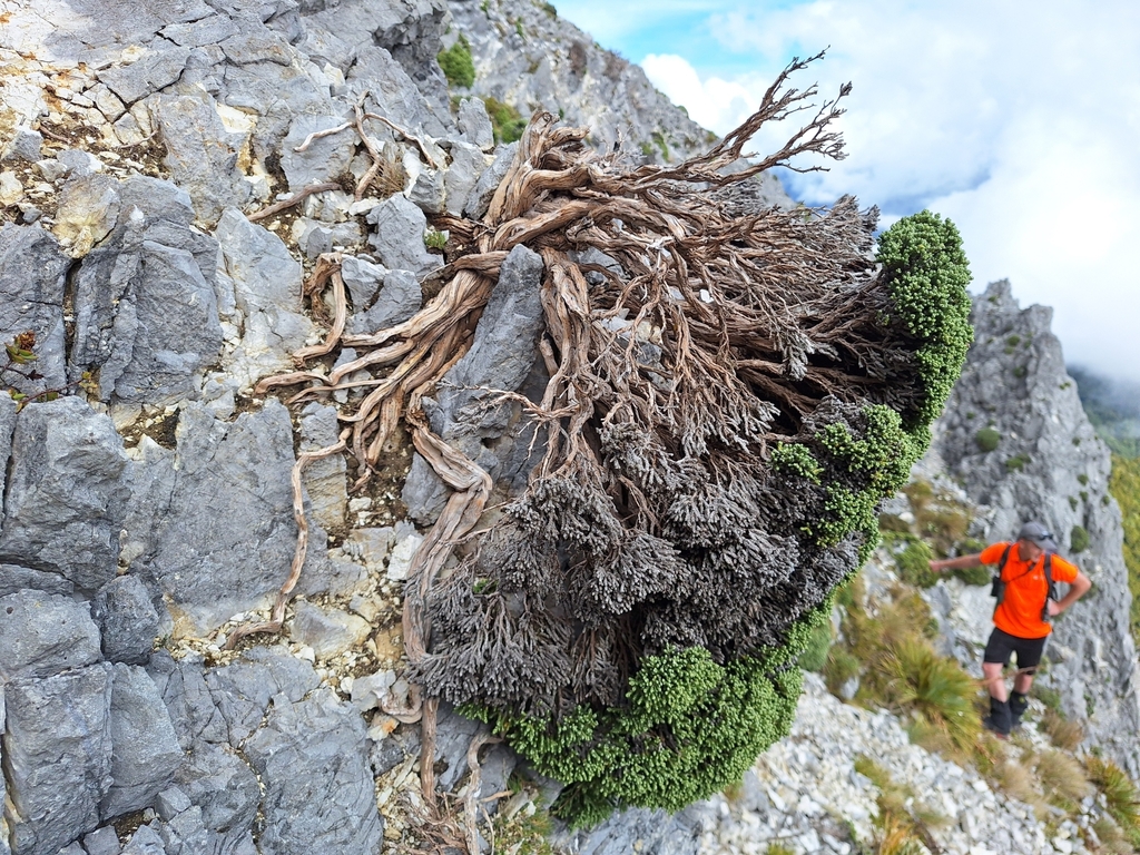 Everlasting-flowers from Ward 7285, New Zealand on March 25, 2025 at 01 ...