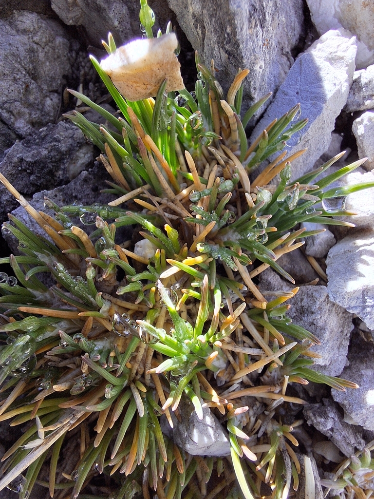 Limestone cushion poa from Ward 7285, New Zealand on March 25, 2025 at ...