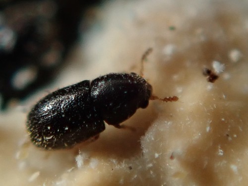 Sulcacis fronticornis · iNaturalist