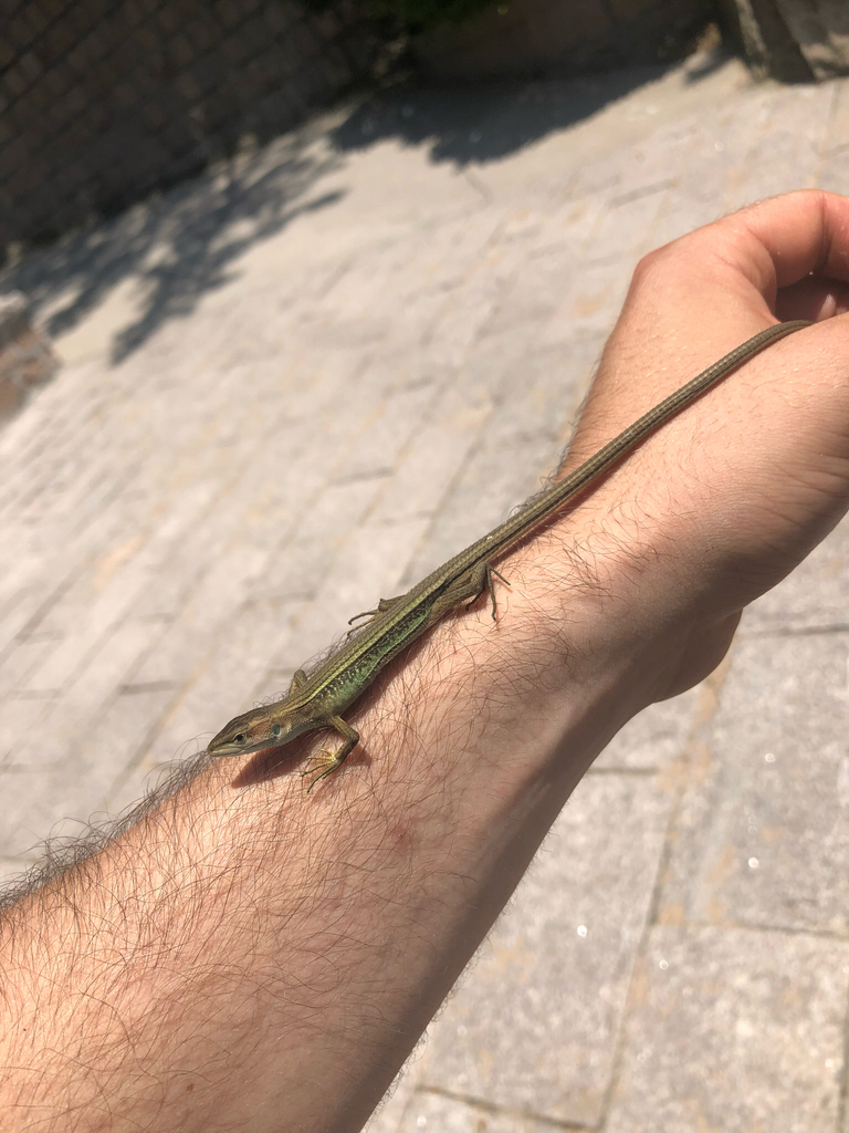 China Grass Lizard from Qingdao on June 22, 2019 by ramobservesthings ...