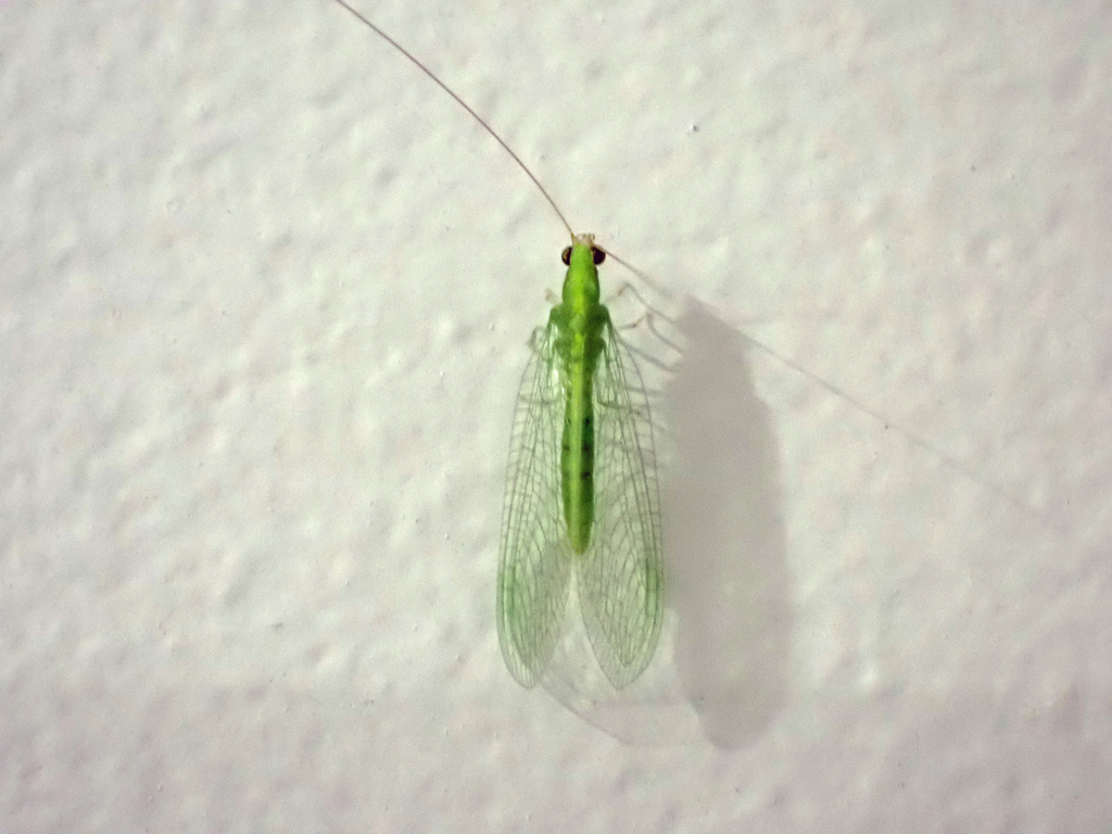 Mallada basalis from Maroochydore QLD 4558, Australia on April 3, 2025 ...