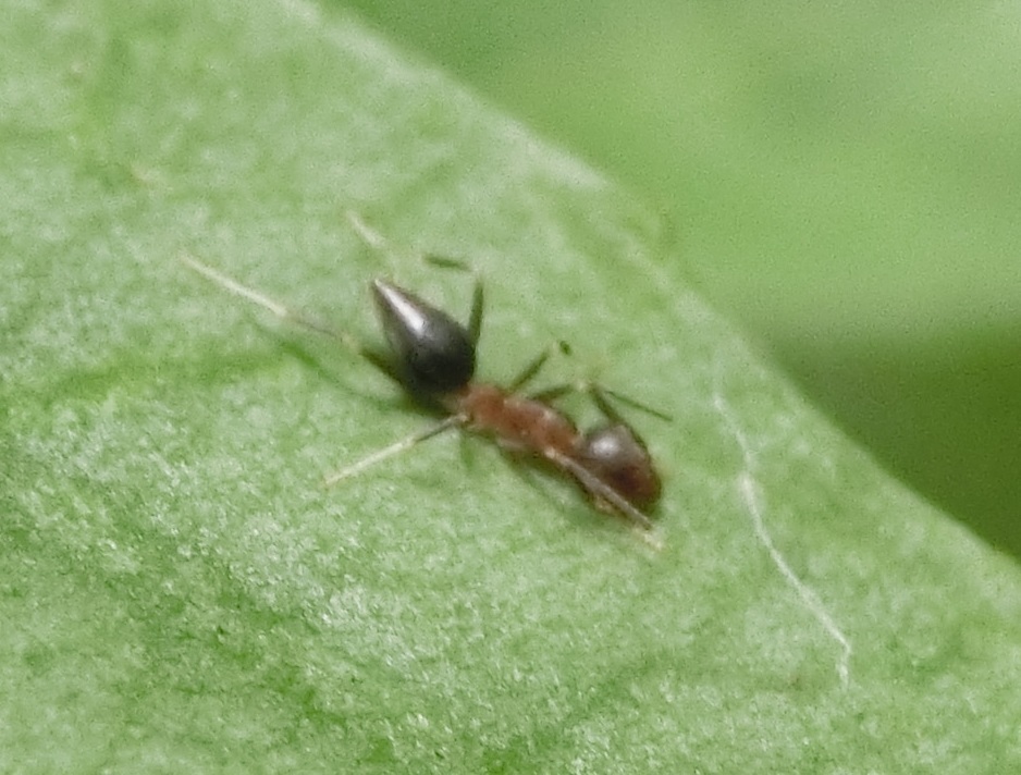 Pale-footed Ants and Allies from 557台灣南投縣竹山鎮 on April 3, 2025 at 03:07 ...