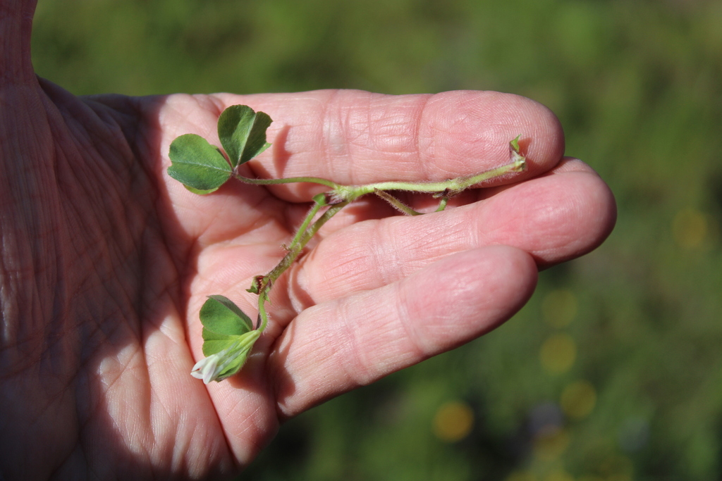 Subterranean Clover from Novato, CA, USA on March 31, 2025 at 10:35 AM ...
