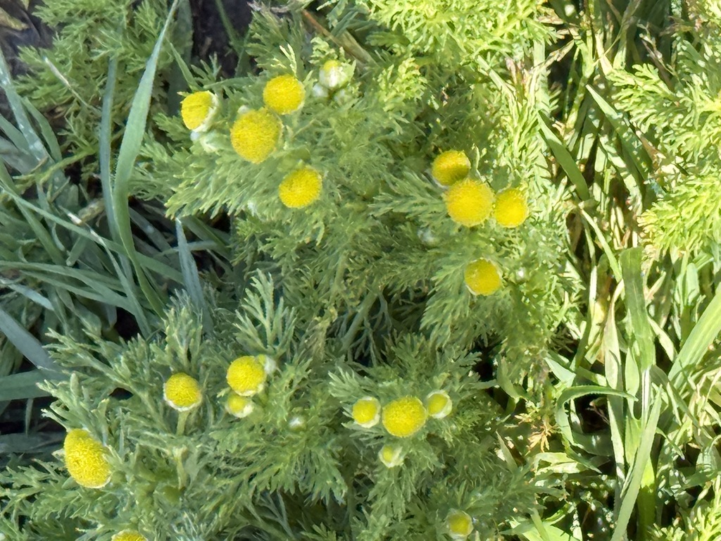pineapple-weed from Novato, CA, USA on March 31, 2025 at 10:38 AM by ...