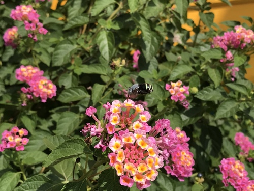 Bees of Cambodia · iNaturalist