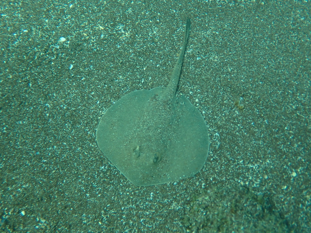 Dwarf Round Ray from Bahía Santiago, MX on March 31, 2025 at 08:36 AM ...