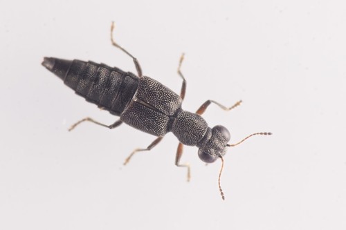 Stenus picipes · iNaturalist