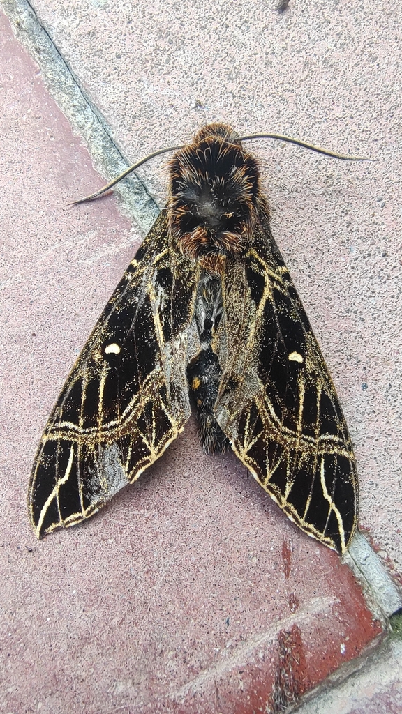 Sphinx Moths from Pereira, Risaralda, Colombia on April 3, 2025 at 08: ...