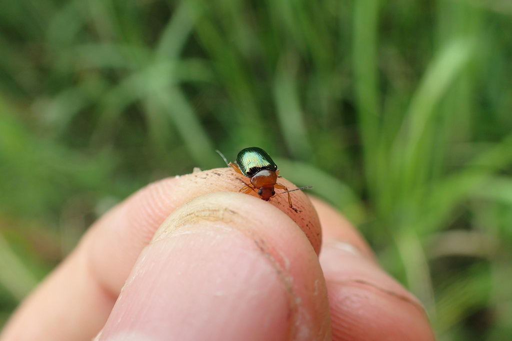 Basilepta fulvipes in June 2016 by hakkahamushi · iNaturalist